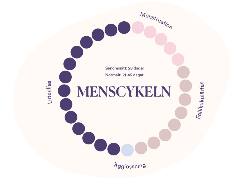 Menstruasjonssyklusen – alt du trenger å ha oversikt over!